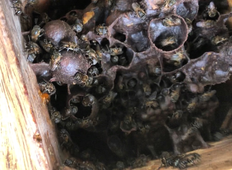 Jicote Barcino: Endangered Bee of Costa Rica! Read all about them.