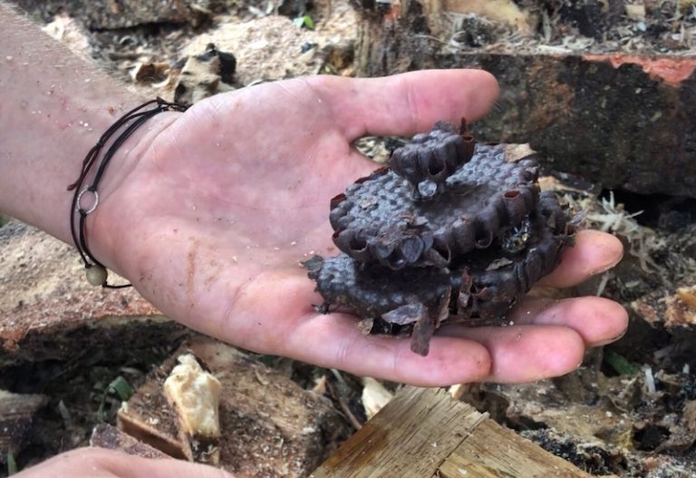 Jicote Barcino: Endangered Bee of Costa Rica! Read all about them.